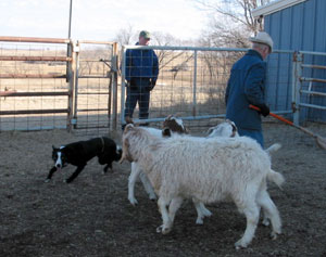 Perfect Stock Dog Training Program - Eric Wanman, Buhl, ID visits, Top ...
