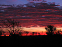 Stockdogs, cowdogs - Ida Parmer, Laura Stimatze, Carl Tate, Colt, Oklahoma