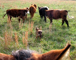 Stockdogs, cowdogs - Ida Parmer, Laura Stimatze, Carl Tate, Colt, Oklahoma