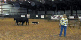 Stockdogs, cowdogs - Ida Parmer, Laura Stimatze, Carl Tate, Colt, Oklahoma