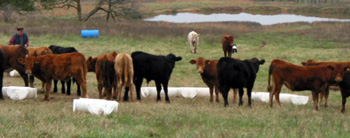 Stockdogs, cowdogs - Ida Parmer, Laura Stimatze, Carl Tate, Colt, Oklahoma