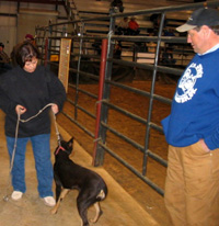 Stockdogs, cowdogs - Ida Parmer, Laura Stimatze, Carl Tate, Colt, Oklahoma