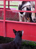 Stockdogs, cowdogs - Ida Parmer, Laura Stimatze, Carl Tate, Colt, Oklahoma