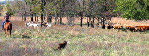 Stockdogs, cowdogs - Ida Parmer, Laura Stimatze, Carl Tate, Colt, Oklahoma