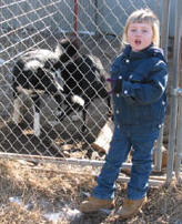 Stockdogs, cowdogs - Ron Collins, Bill Smock visit Perfect Stock Dog