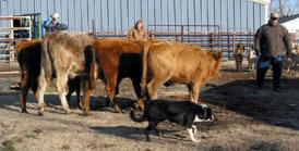 Stockdogs, cowdogs - Ron Collins, Bill Smock visit Perfect Stock Dog