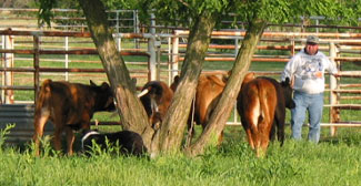 Stockdog training - Kent Kisling, Burlington, Oklahoma, Mike Eaton ...