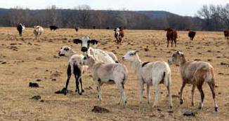 Perfect Stock Dog Training Program - Ben Means training working cowdogs ...